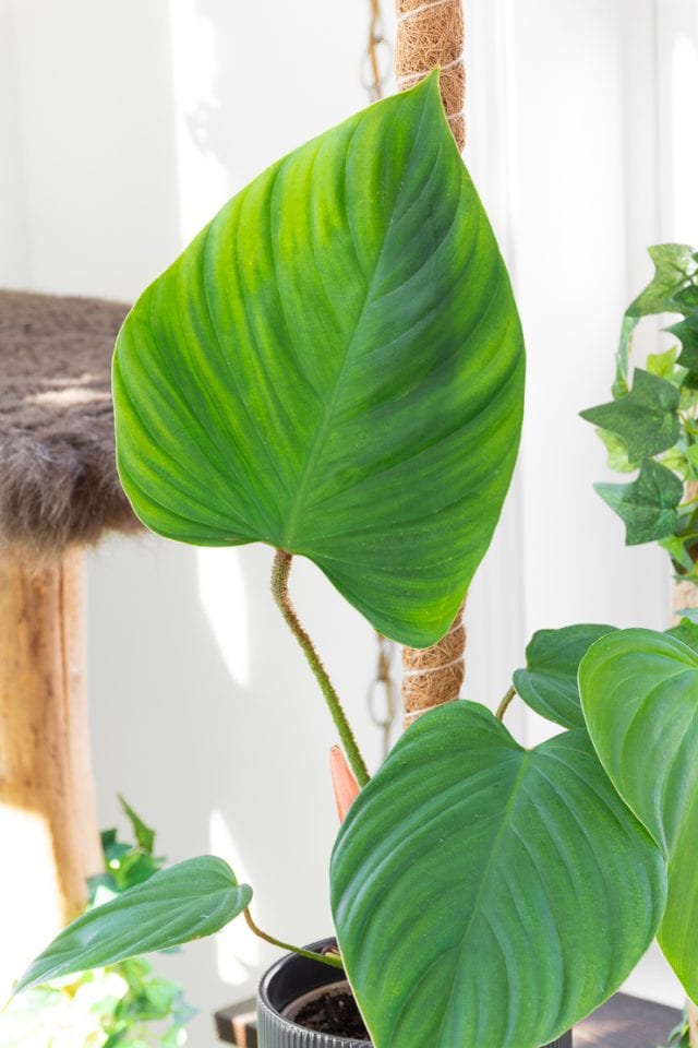 How do you take care of a Fuzzy Petiole Philodendron? I'll tell you!