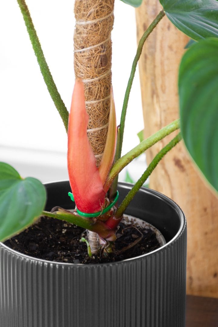 How do you take care of a Fuzzy Petiole Philodendron? I'll tell you!