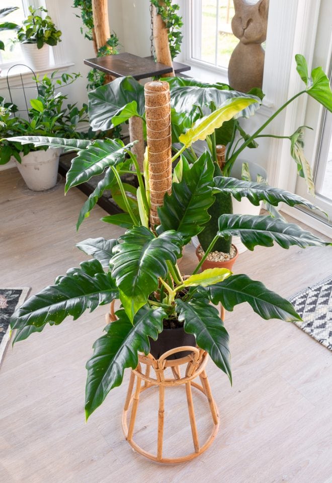 How to care for philodendron jungle boogie (aka the tiger tooth)!