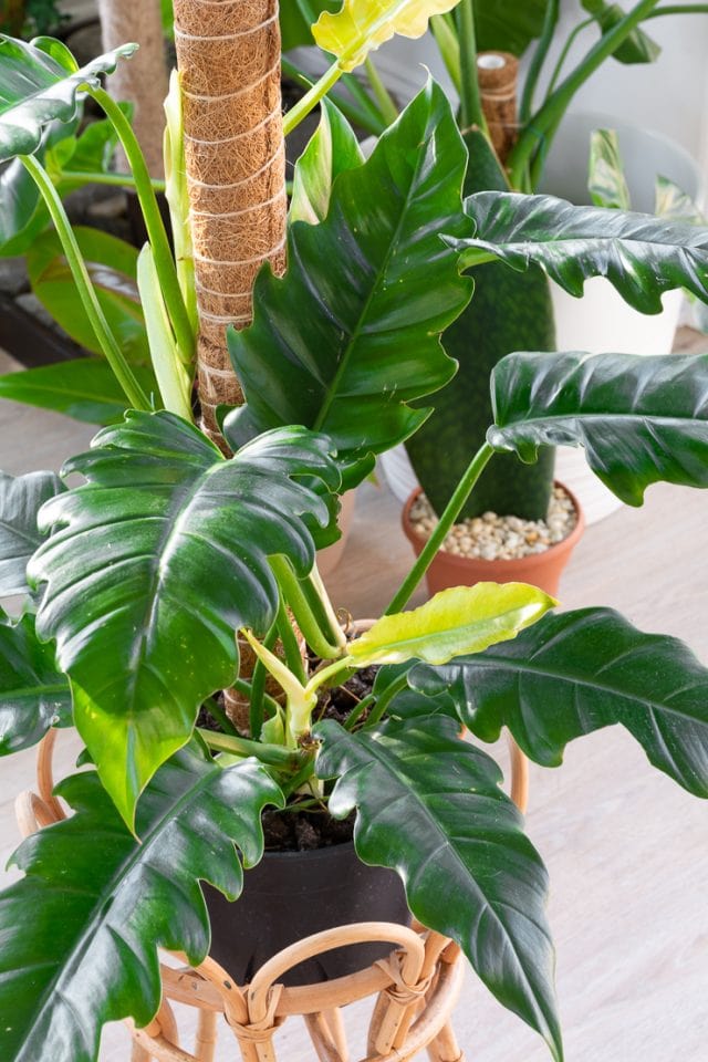 How to care for philodendron jungle boogie (aka the tiger tooth)!