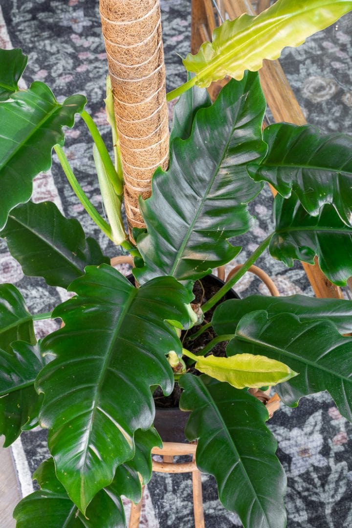 How to care for philodendron jungle boogie (aka the tiger tooth)!