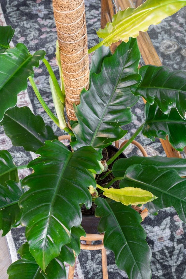 How to care for philodendron jungle boogie (aka the tiger tooth)!