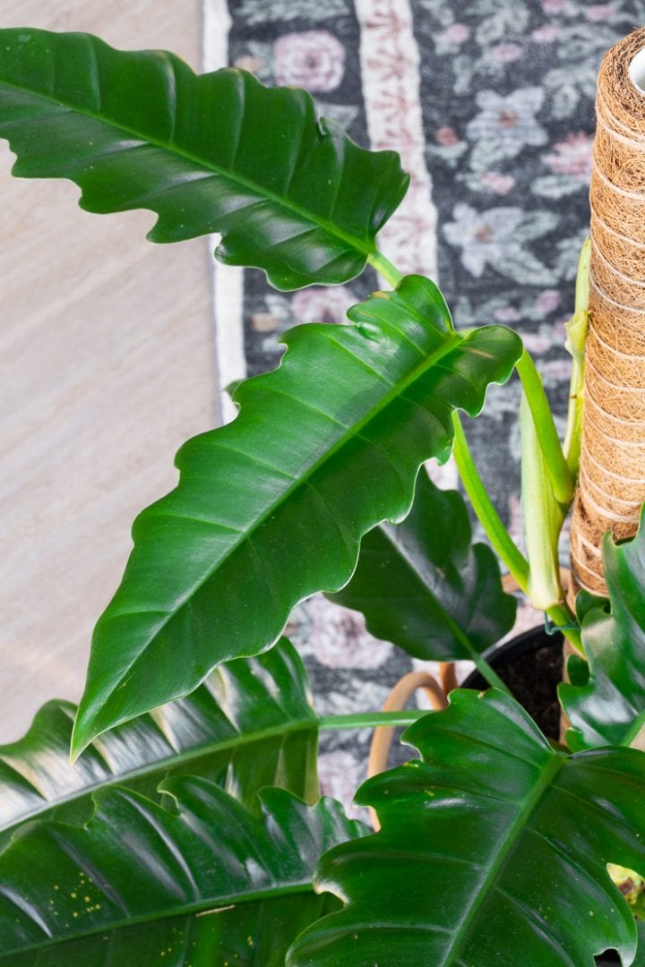 How to care for philodendron jungle boogie (aka the tiger tooth)!