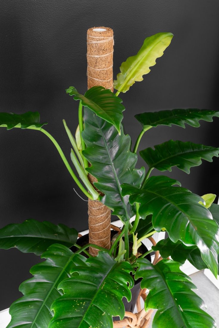 How to care for philodendron jungle boogie (aka the tiger tooth)!