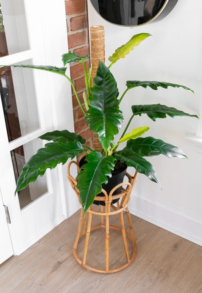 How to care for philodendron jungle boogie (aka the tiger tooth)!