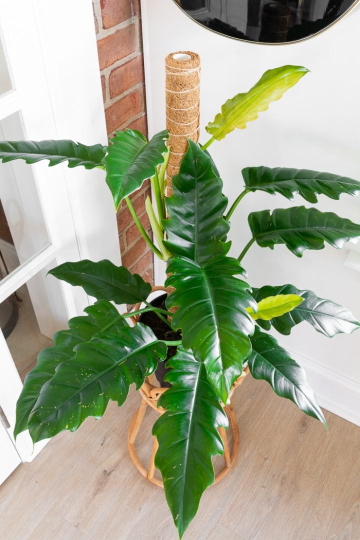 How to care for philodendron jungle boogie (aka the tiger tooth)!