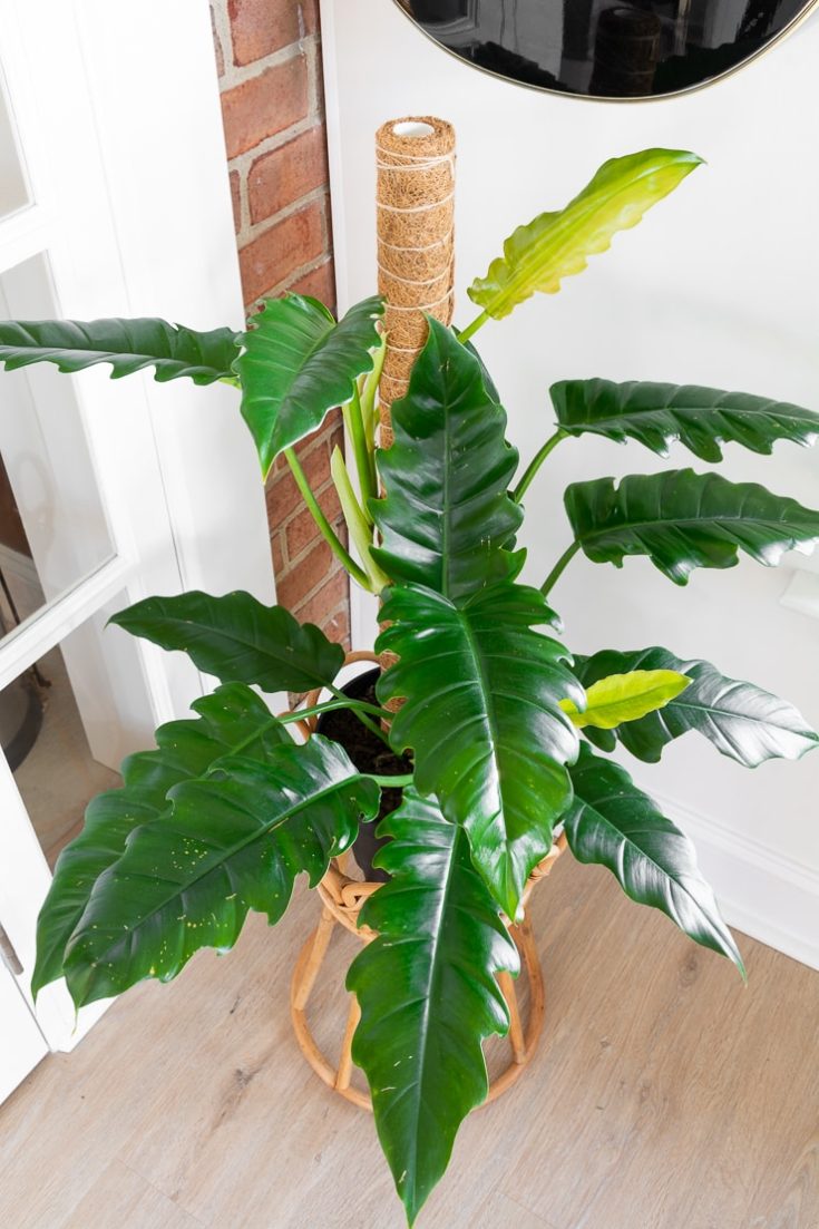 How to care for philodendron jungle boogie (aka the tiger tooth)!