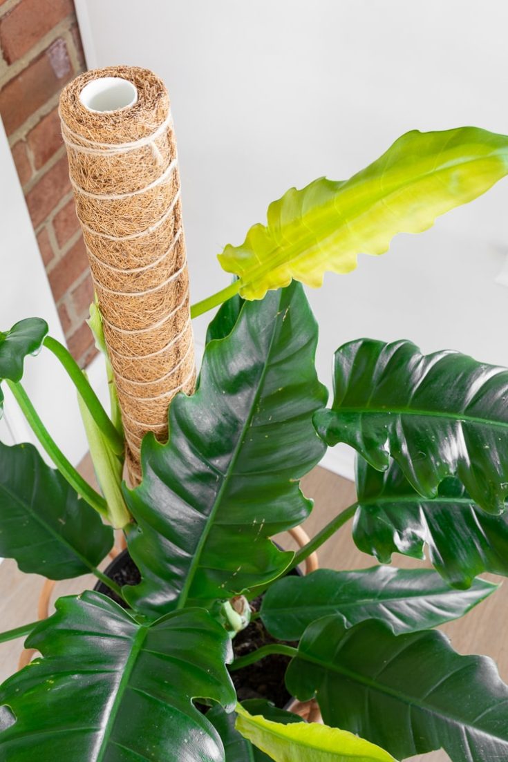 How to care for philodendron jungle boogie (aka the tiger tooth)!