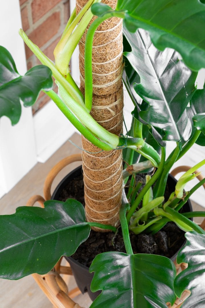 How to care for philodendron jungle boogie (aka the tiger tooth)!