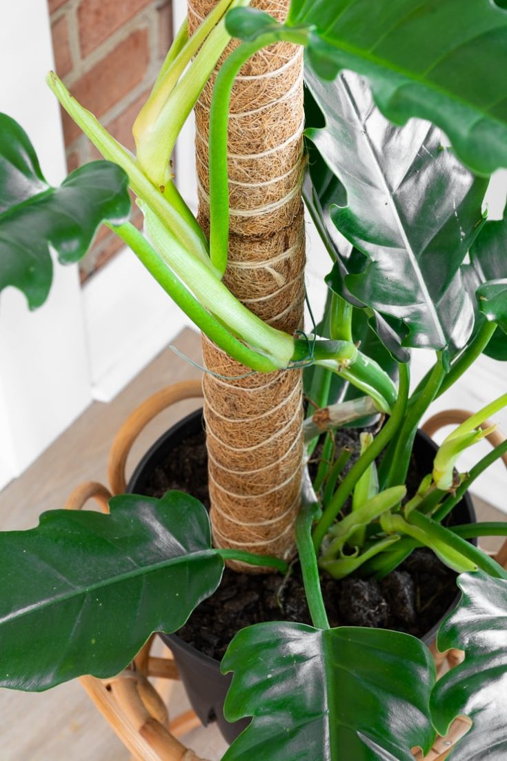 How to care for philodendron jungle boogie (aka the tiger tooth)!