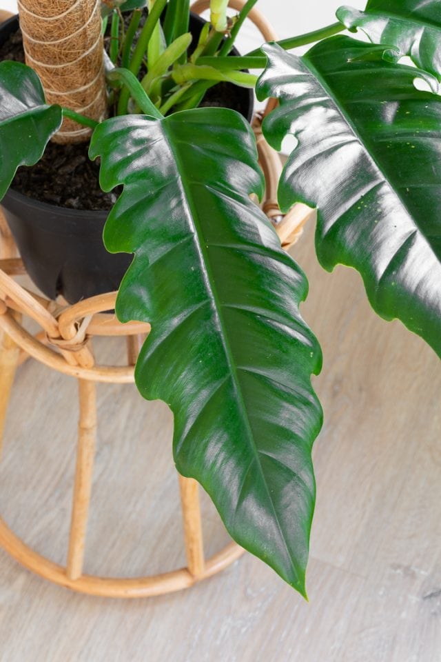 How to care for philodendron jungle boogie (aka the tiger tooth)!