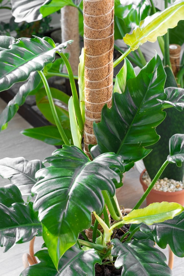 How to care for philodendron jungle boogie (aka the tiger tooth)!