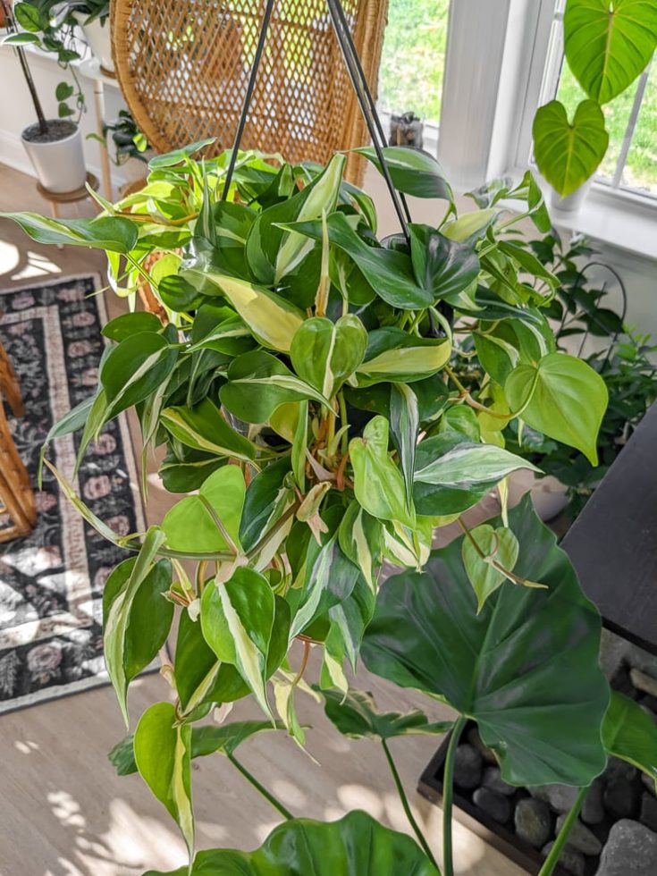 What you need to know about caring for philodendron silver stripe!