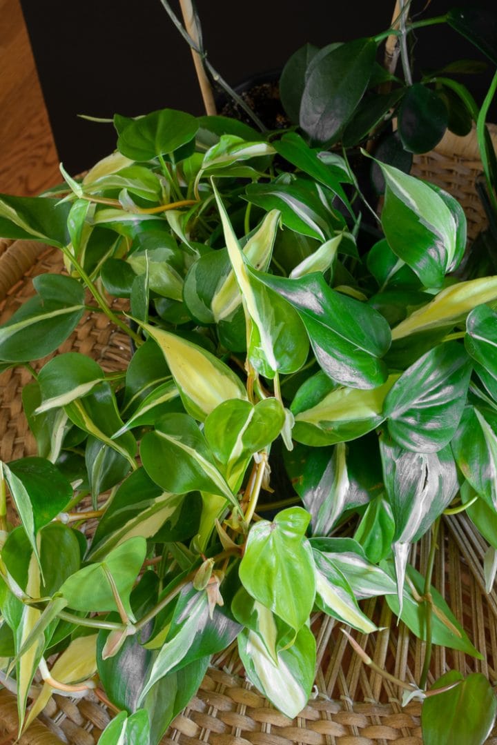 What you need to know about caring for philodendron silver stripe!