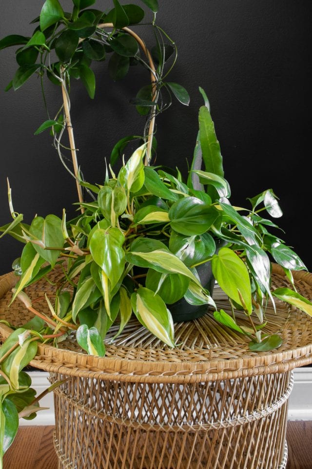 What you need to know about caring for philodendron silver stripe!