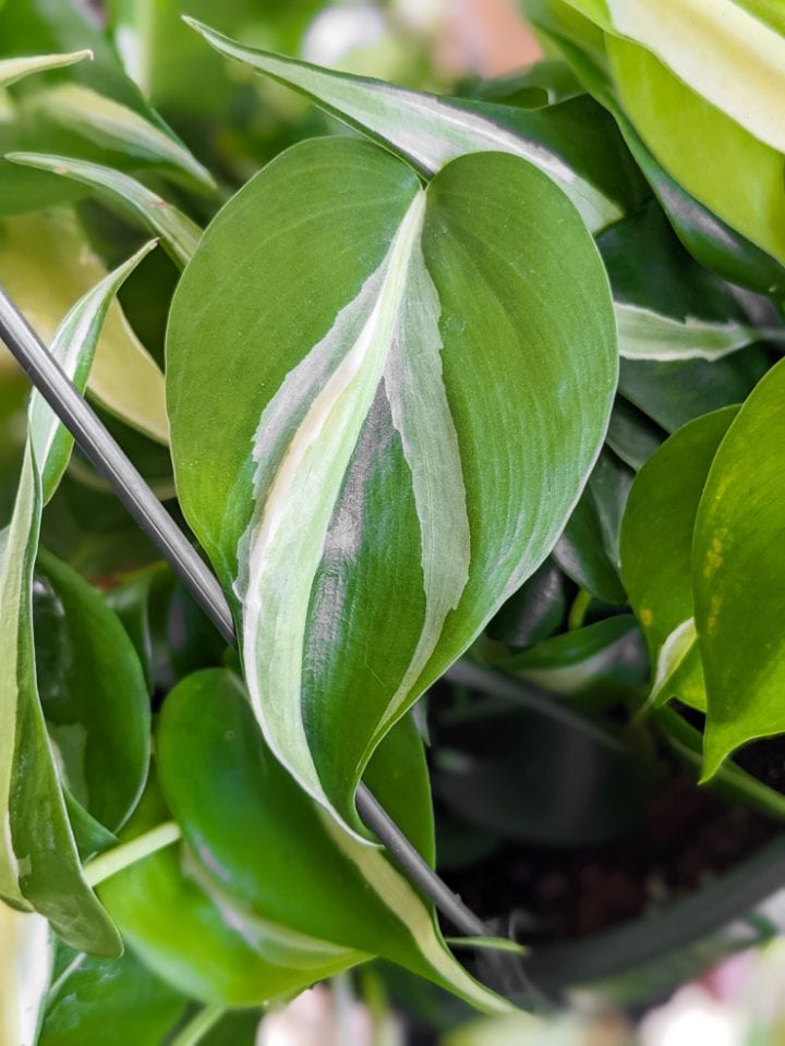 What you need to know about caring for philodendron silver stripe!