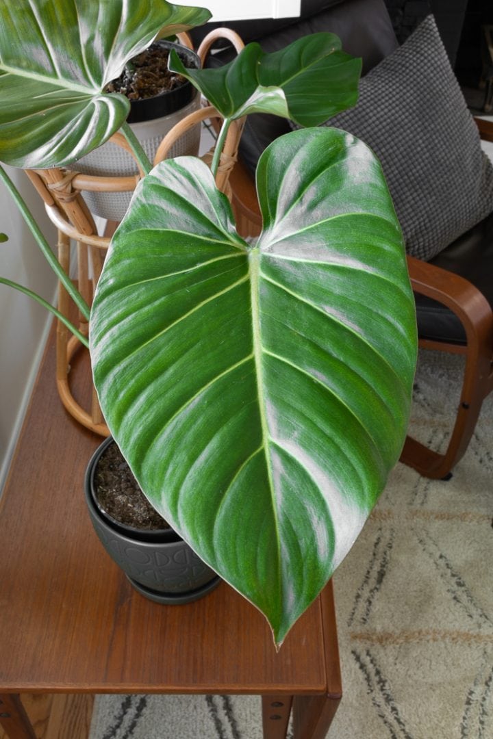 How to care for the gorgeous new Philodendron summer glory!