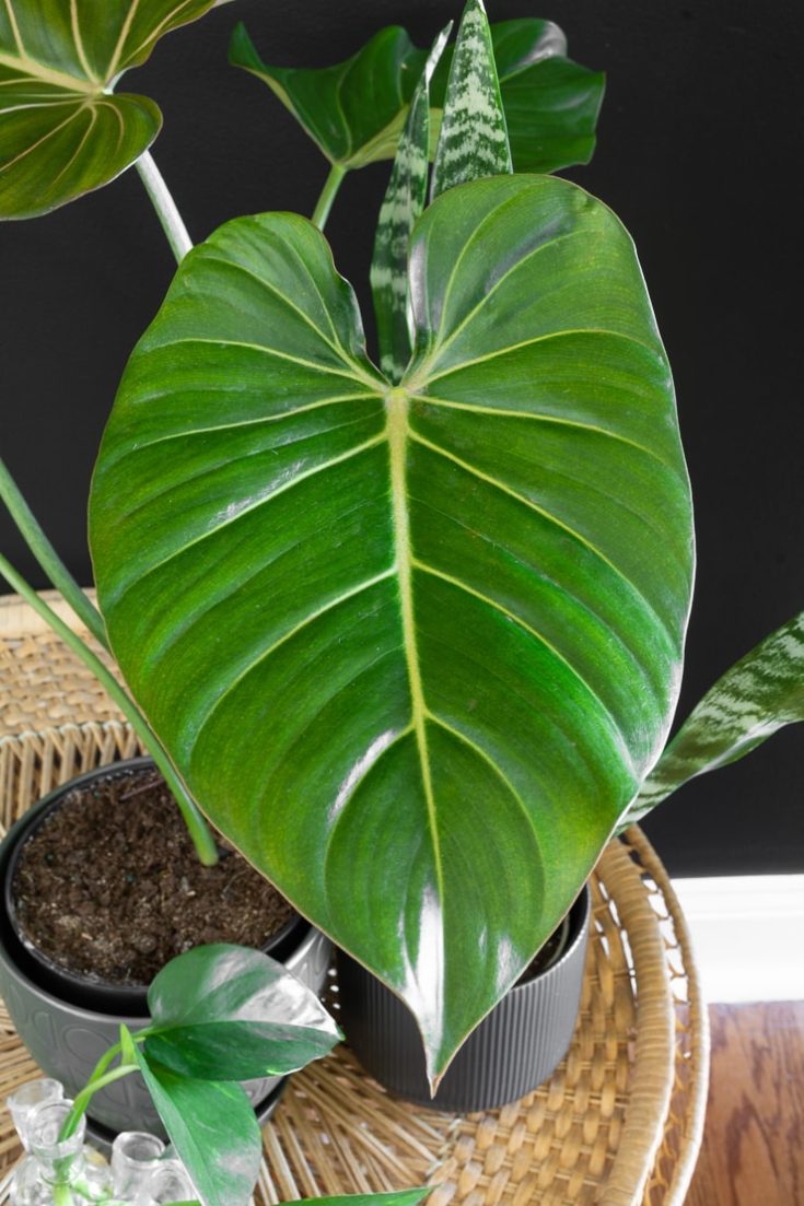 How to care for the gorgeous new Philodendron summer glory!
