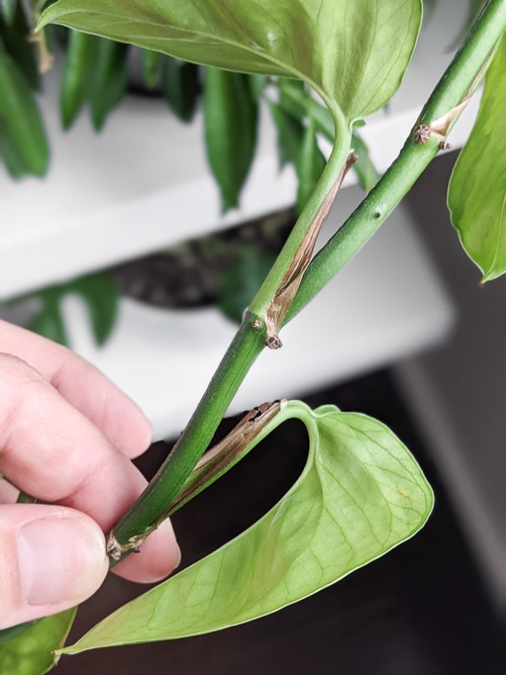 Learn how to propagate pothos plants from cuttings!