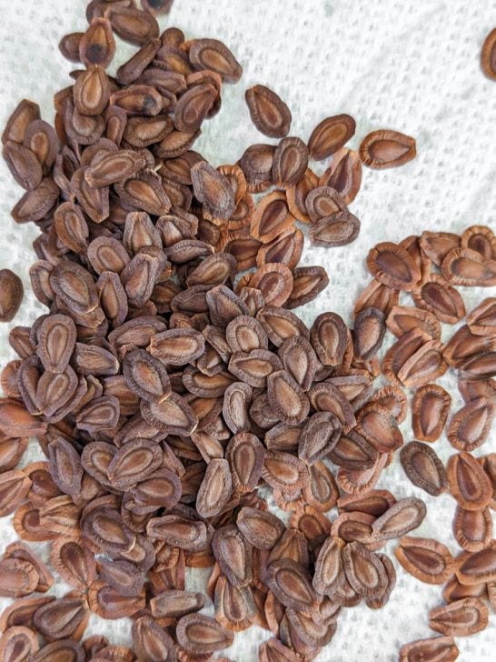 How to harvest & save seeds from common milkweed pods!