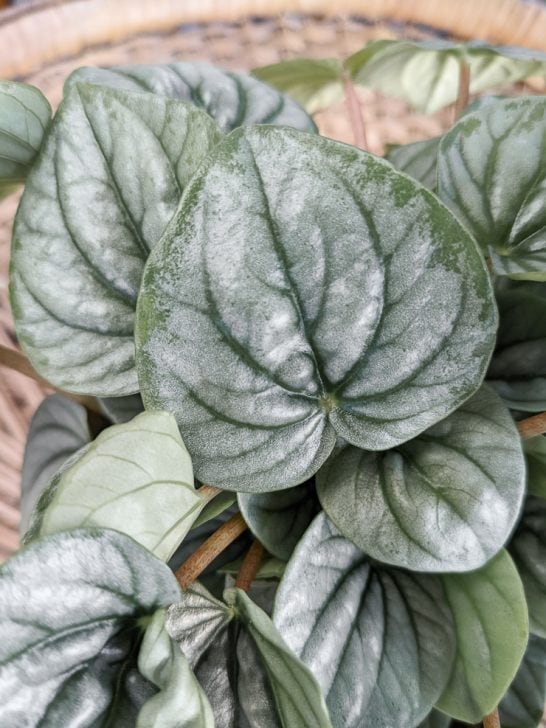 Peperomia frost & how to care for this stunning silver beauty!