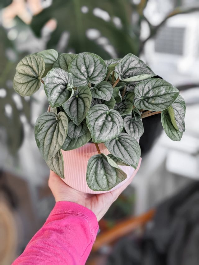 Peperomia frost & how to care for this stunning silver beauty!