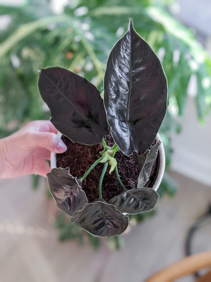 How to care for the lovely Alocasia Azlanii plant!