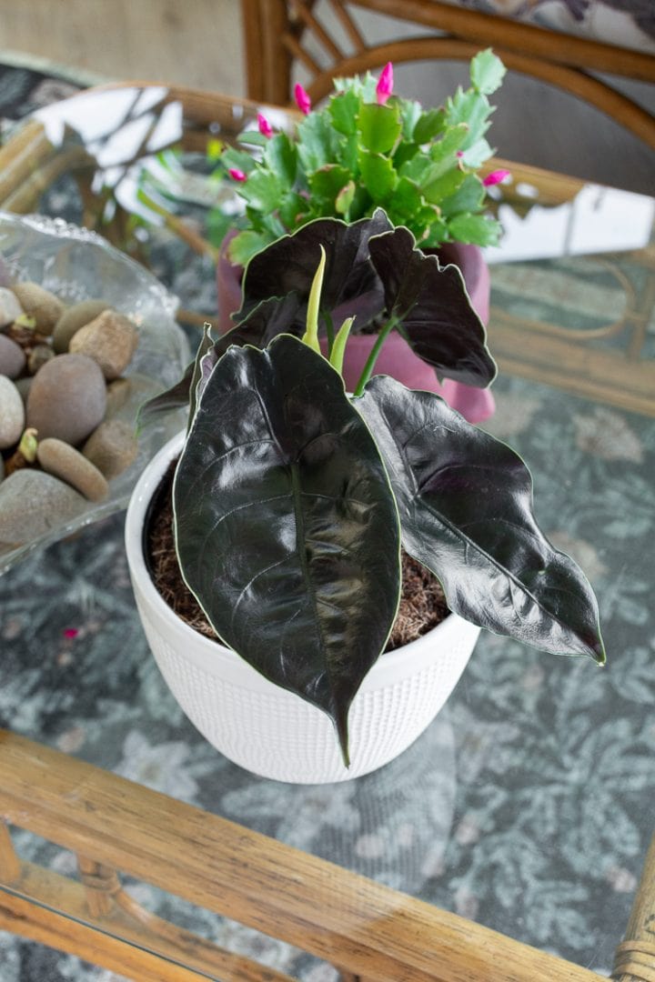 How to care for the lovely Alocasia Azlanii plant!