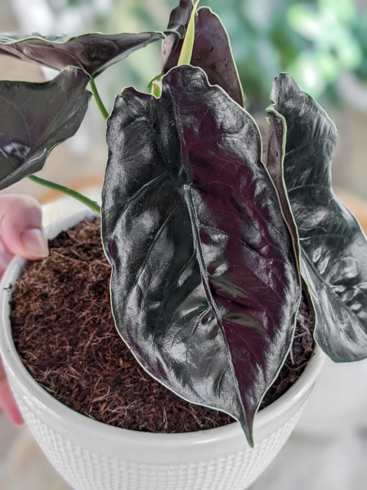 How to care for the lovely Alocasia Azlanii plant!