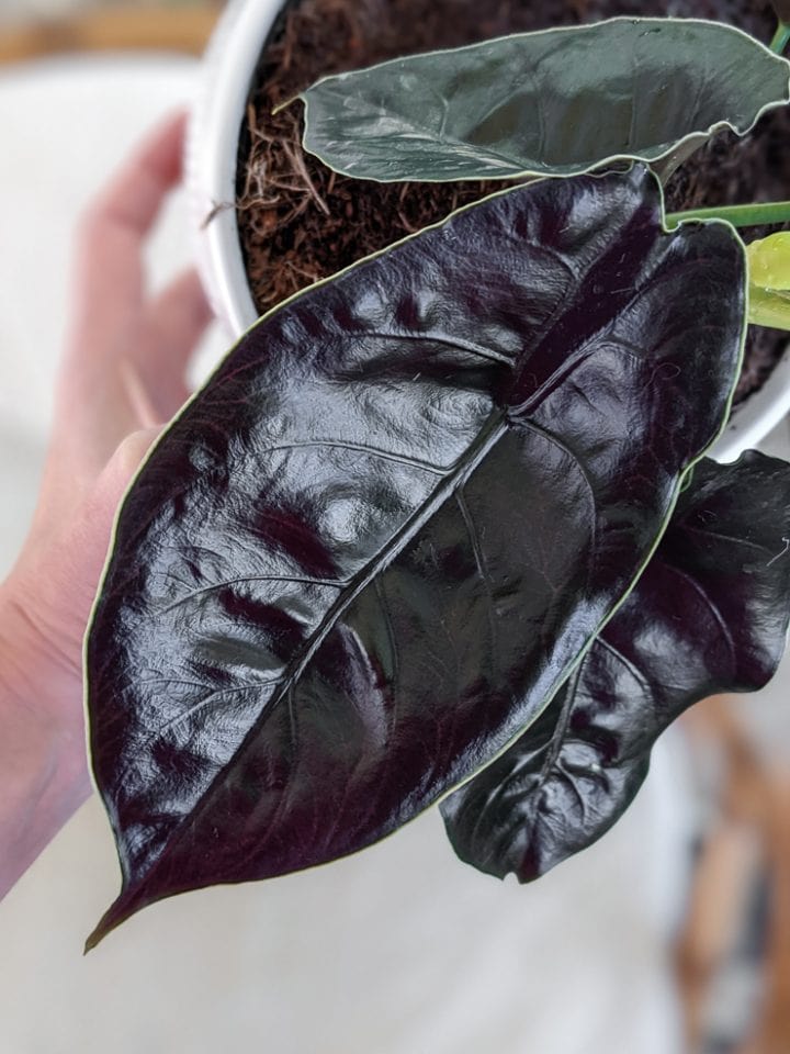 How to care for the lovely Alocasia Azlanii plant!