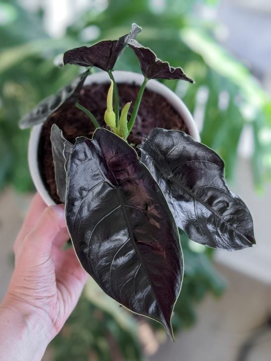 How to care for the lovely Alocasia Azlanii plant!