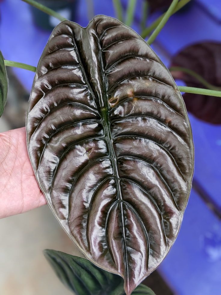 How to care for the lovely Alocasia Azlanii plant!