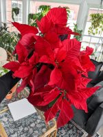 My poinsettia care guide & tips for keeping your plants healthy