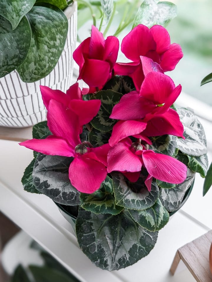 Check out my essential guide for cyclamen care!
