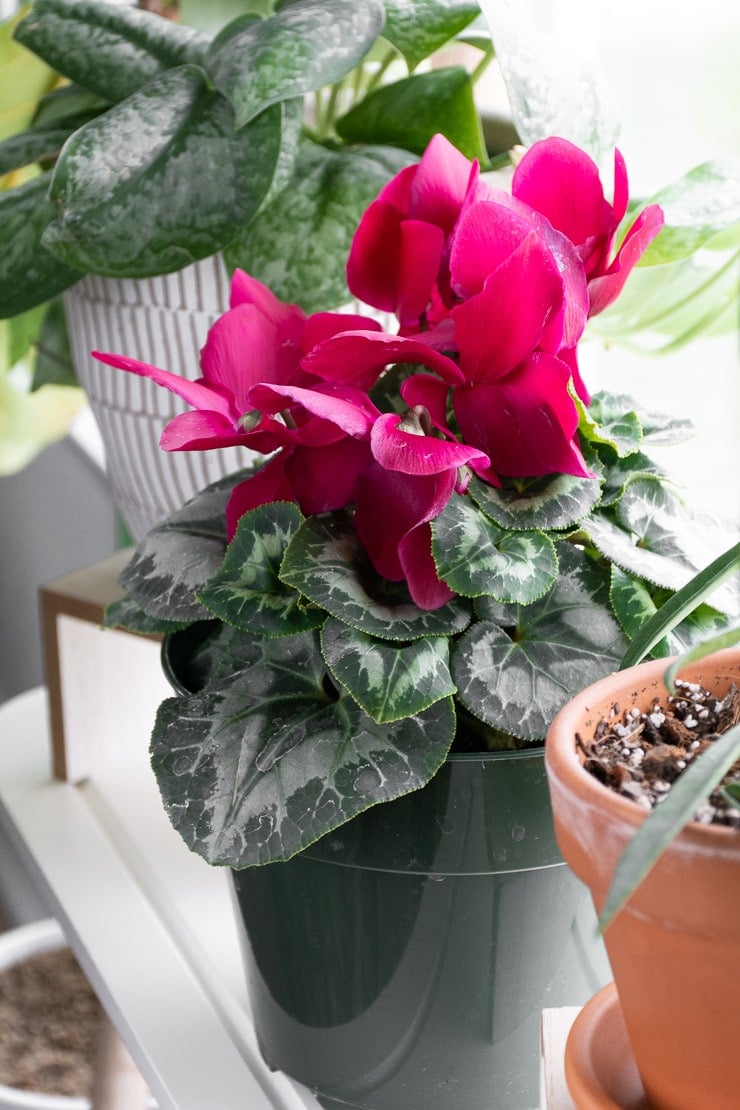 Gardening Archives - By Brittany Goldwyn | Live Creatively