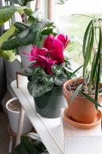 Check out my essential guide for cyclamen care!