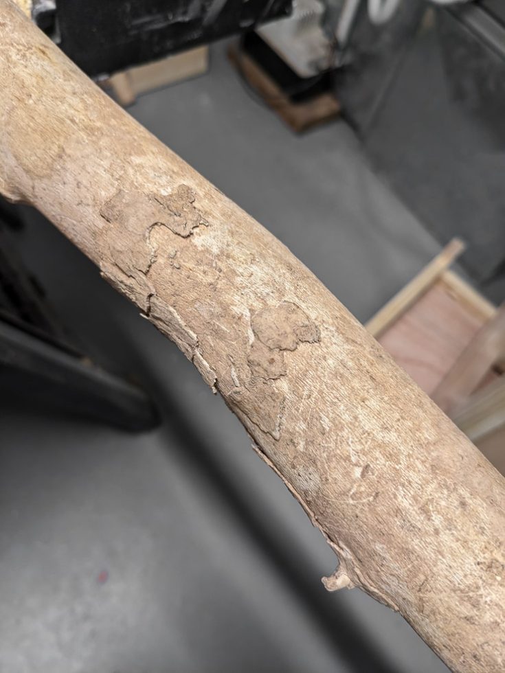 See how I made a gorgeous DIY tree branch plant hanger!