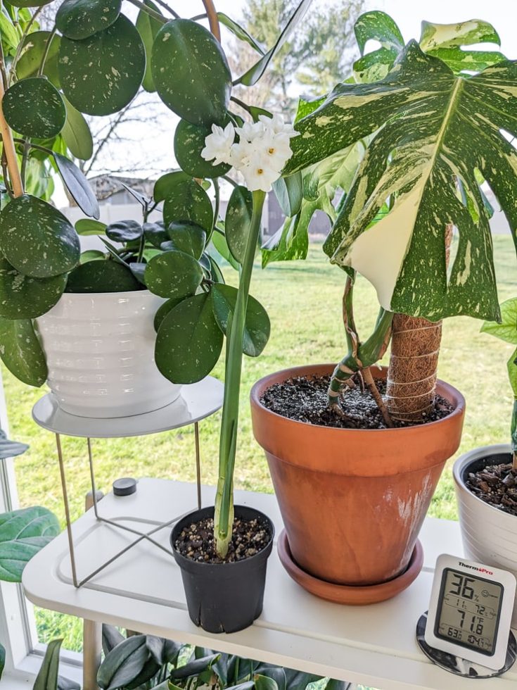 Learn how to grow paperwhites indoors in both water and soil