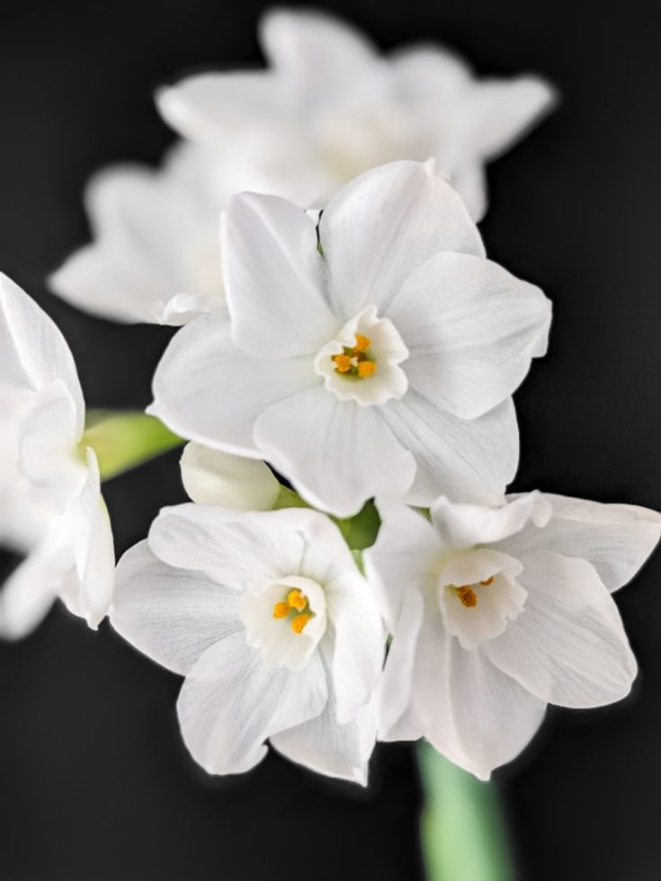 Learn how to grow paperwhites indoors in both water and soil