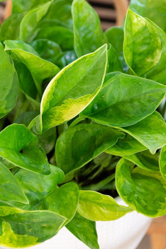 How to care for the lovely Lemon Meringue Pothos!