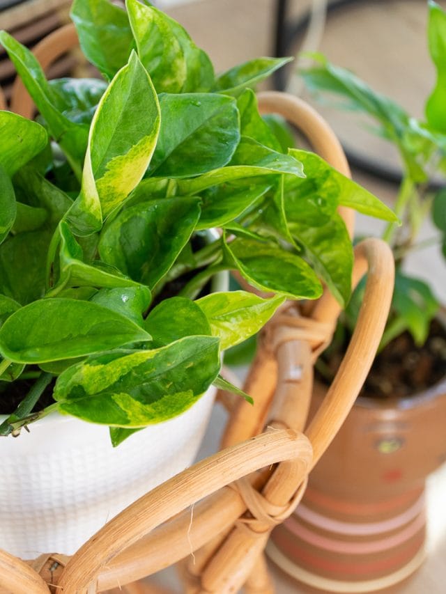 Pothos Archives - By Brittany Goldwyn | Plants & Projects