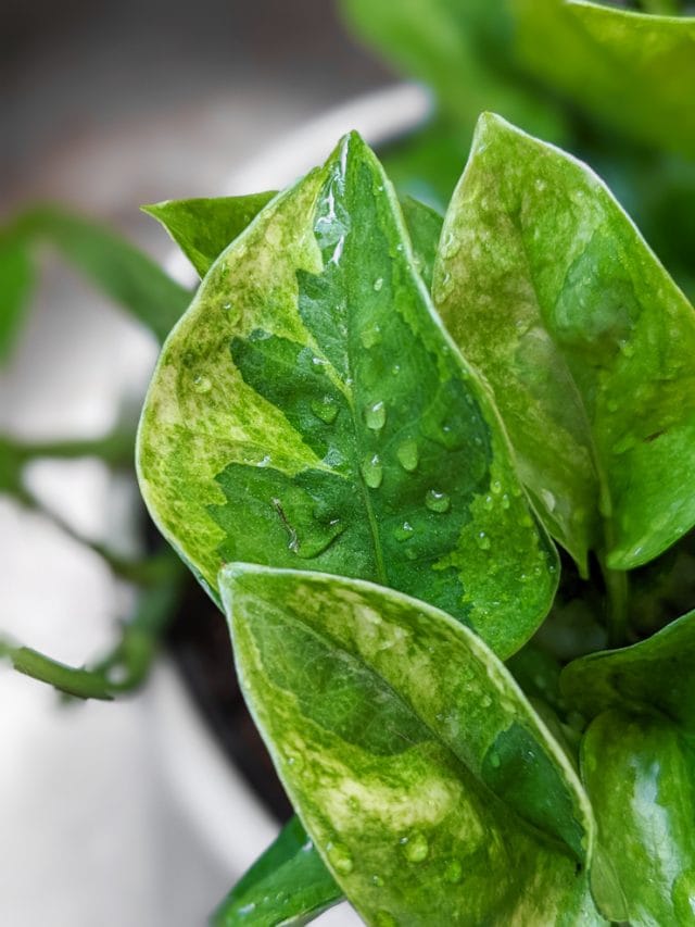 How to care for the lovely Lemon Meringue Pothos!