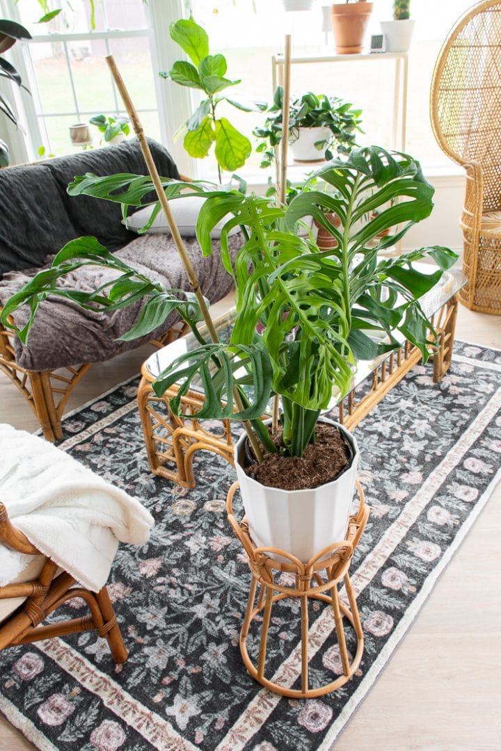 Did you get a Monstera Esqueleto?! Here's how to care for it!