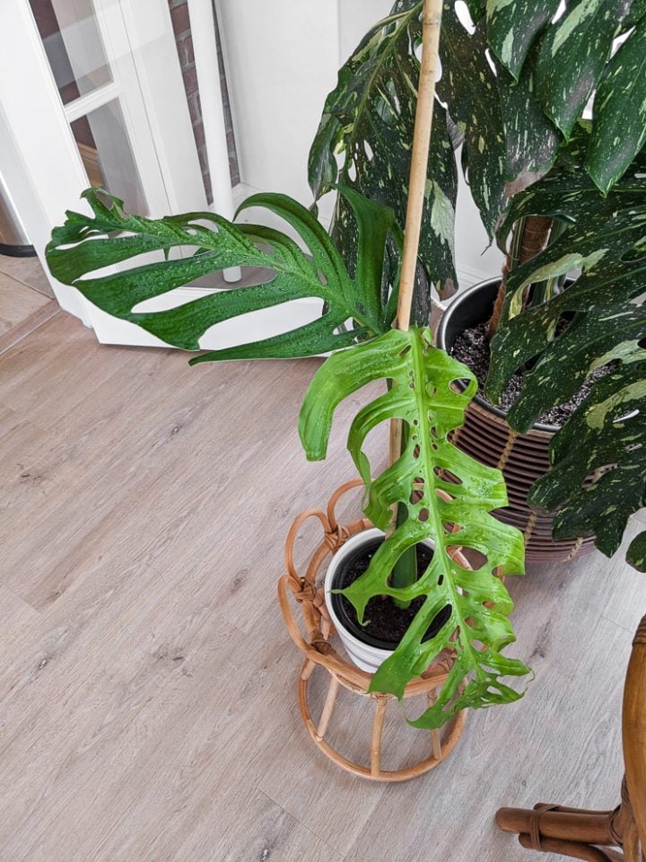 Did you get a Monstera Esqueleto?! Here's how to care for it!