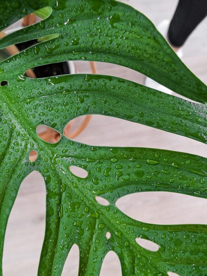 Did you get a Monstera Esqueleto?! Here's how to care for it!