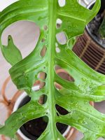 Did you get a Monstera Esqueleto?! Here's how to care for it!