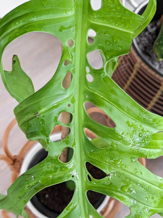 Did you get a Monstera Esqueleto?! Here's how to care for it!