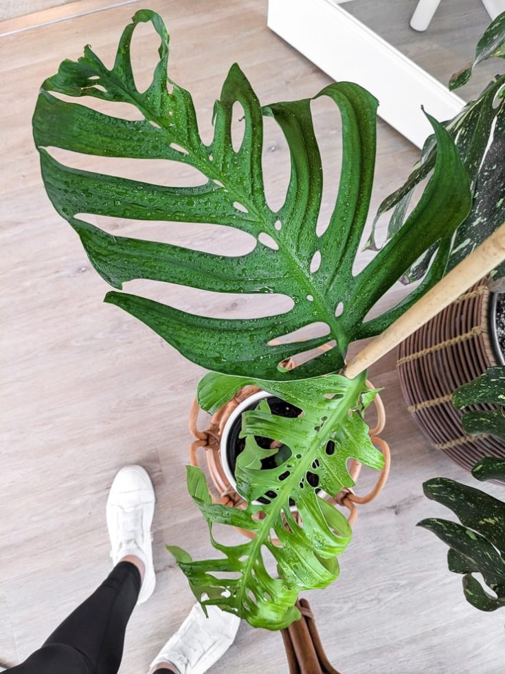 Did you get a Monstera Esqueleto?! Here's how to care for it!