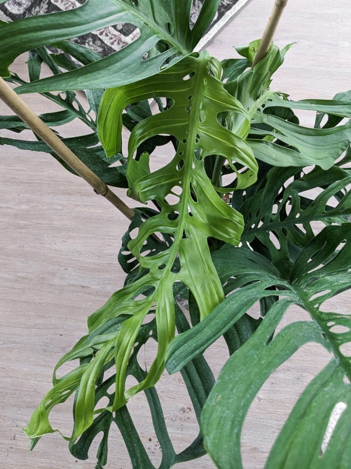 Did you get a Monstera Esqueleto?! Here's how to care for it!
