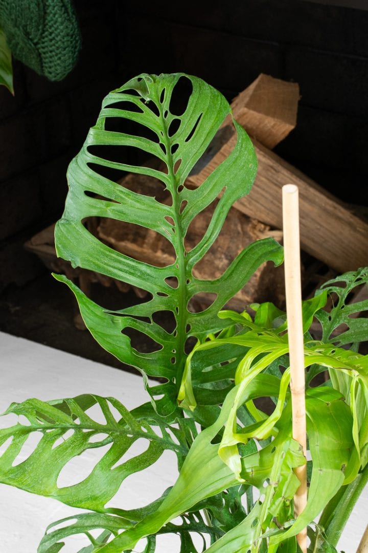 Did you get a Monstera Esqueleto?! Here's how to care for it!